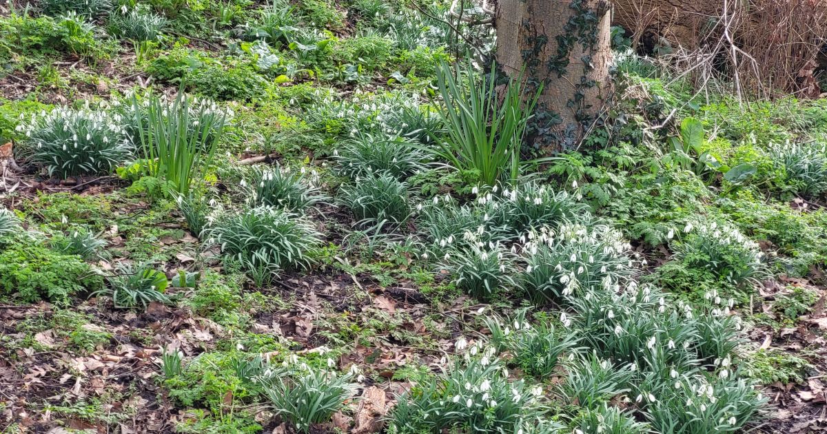 Walk 'n Talk from Manor Farm (Ruislip) - Ramblers